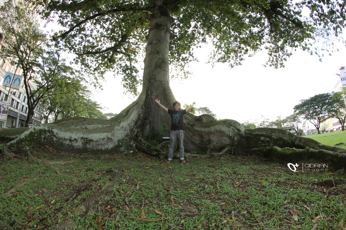 qidr.an ©: Borneo trip 2013 | Kuching pt VI : Giant Kekabu Tree