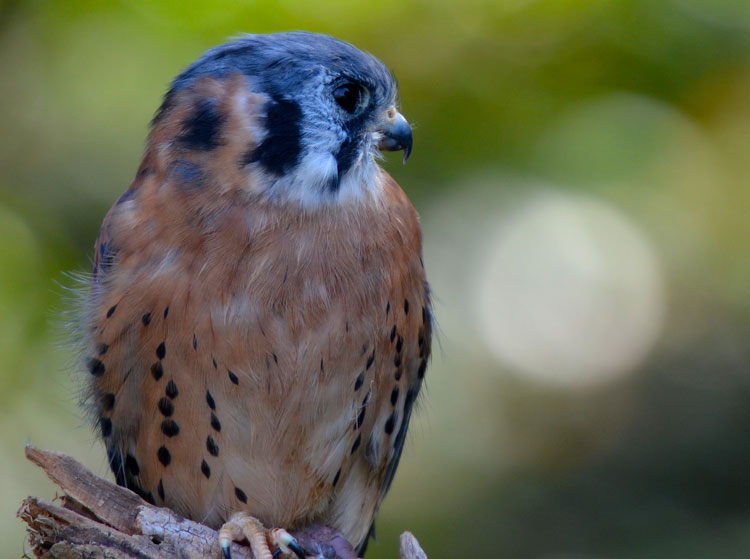 Birding Is Fun!: The Beauty of an American Kestrel
