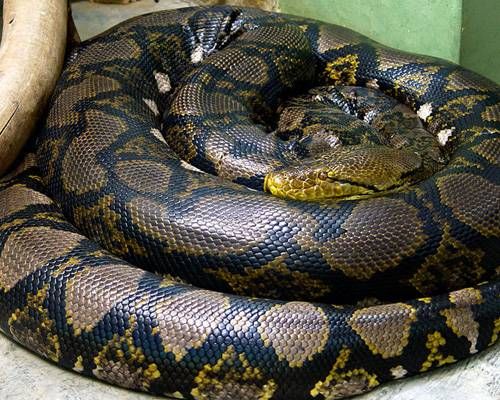 Reticulated python