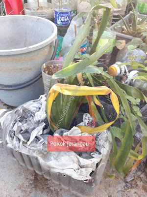 Healthy Nurul Beauty: The look of my jerangau plant.