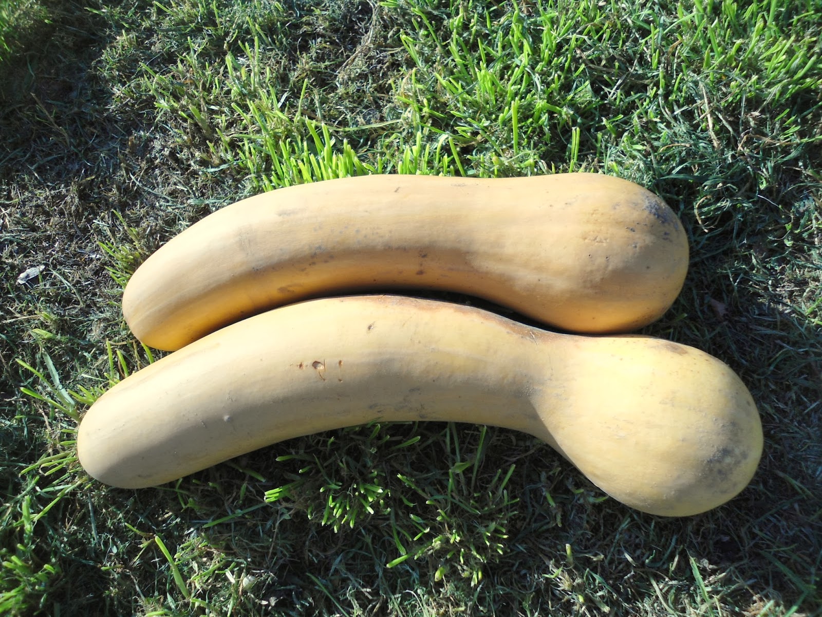 LABORATORIO DE CALABAZAS: Zapallo Anco