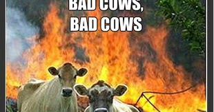 Sober in a Nightclub: Bad cows, bad cows