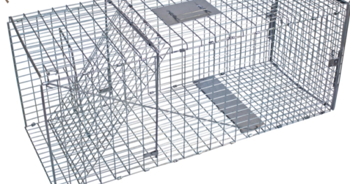 How to best set your fox traps? | Traps For Cats and Foxes