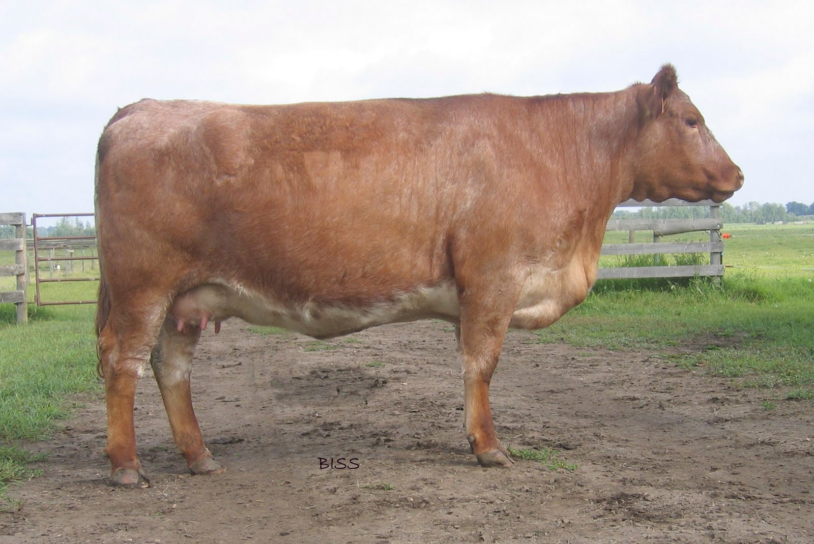DIAMOND G CATTLE CO.: Purebred Blue Roan Simmental.....