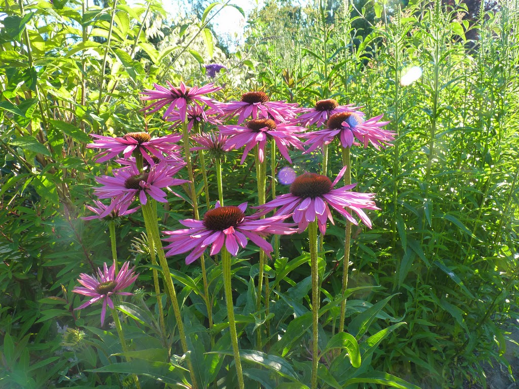 Høneballehaven på Samsø og Hellerupvej på Fyn: Pakke fra Spiren og ...