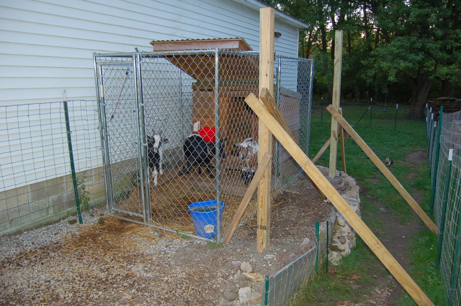 Our Little Backyard Farm: Pallet Goat Shed