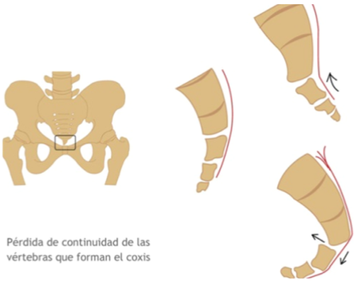 Sistema Músculo Esquelético: Coxis: el logro de la bipedación