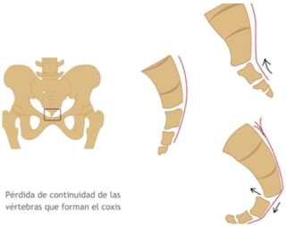 Sistema Músculo Esquelético: Coxis: el logro de la bipedación