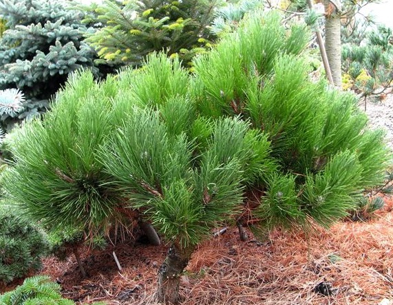 Trees Planet: Pinus nigra maritima – Corsican Pine