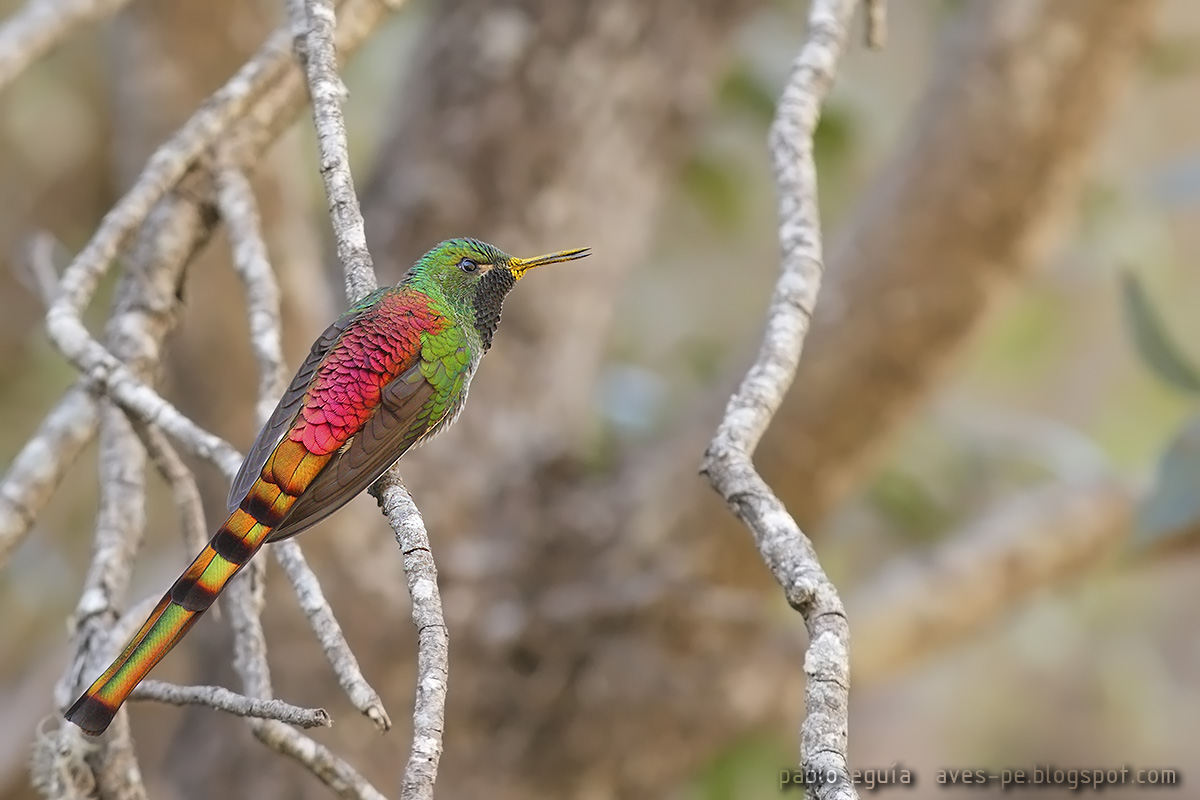 mis fotos de aves: Sappho sparganurus Picaflor Cometa Red-tailed Comet