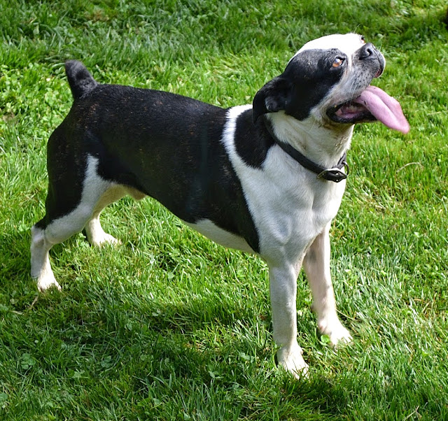 The Outlaw Gardener: WeHop and Petula; Our Kitsap Nursery Romp Continues