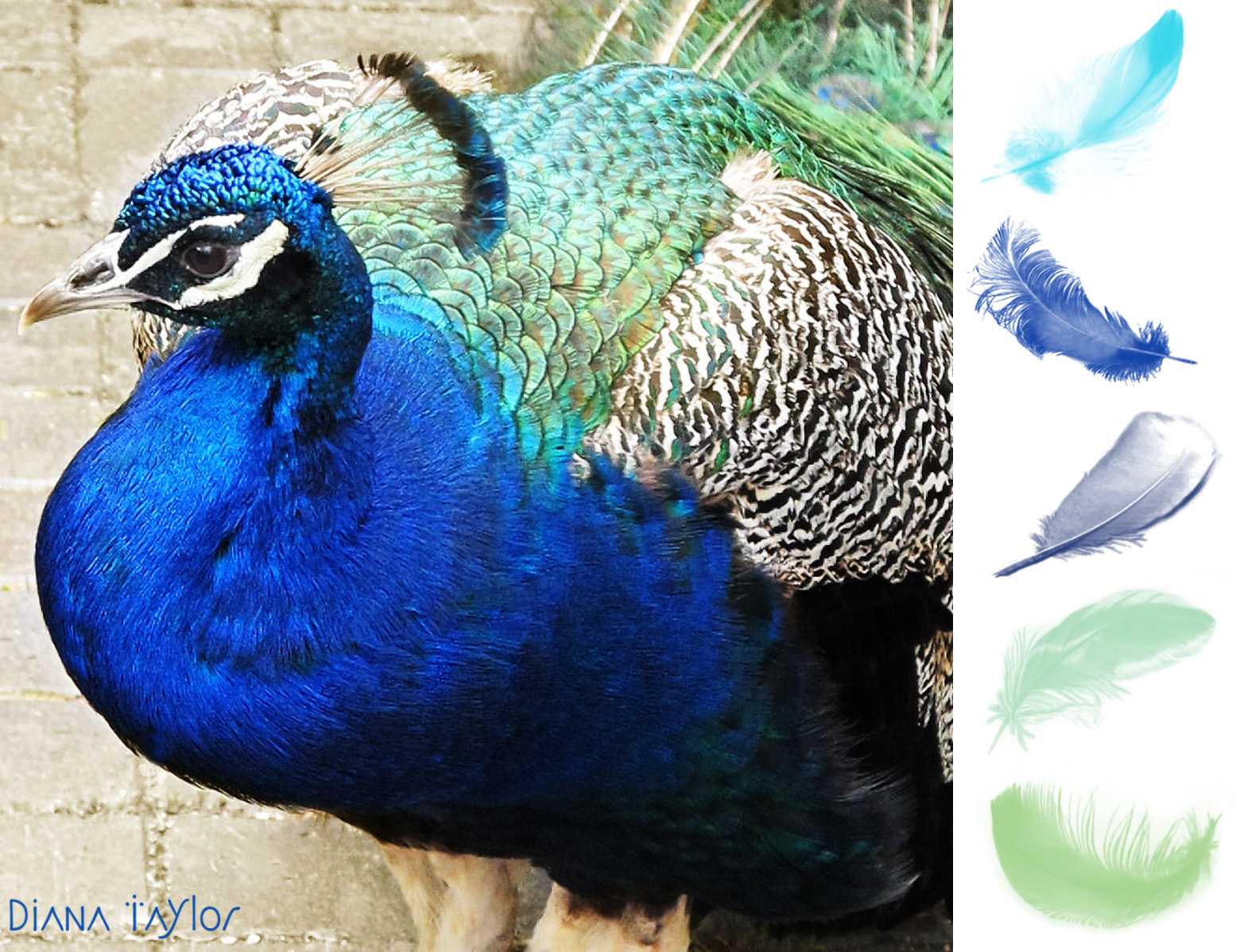 Velvet Moth Studio: PEACOCK COLOURS