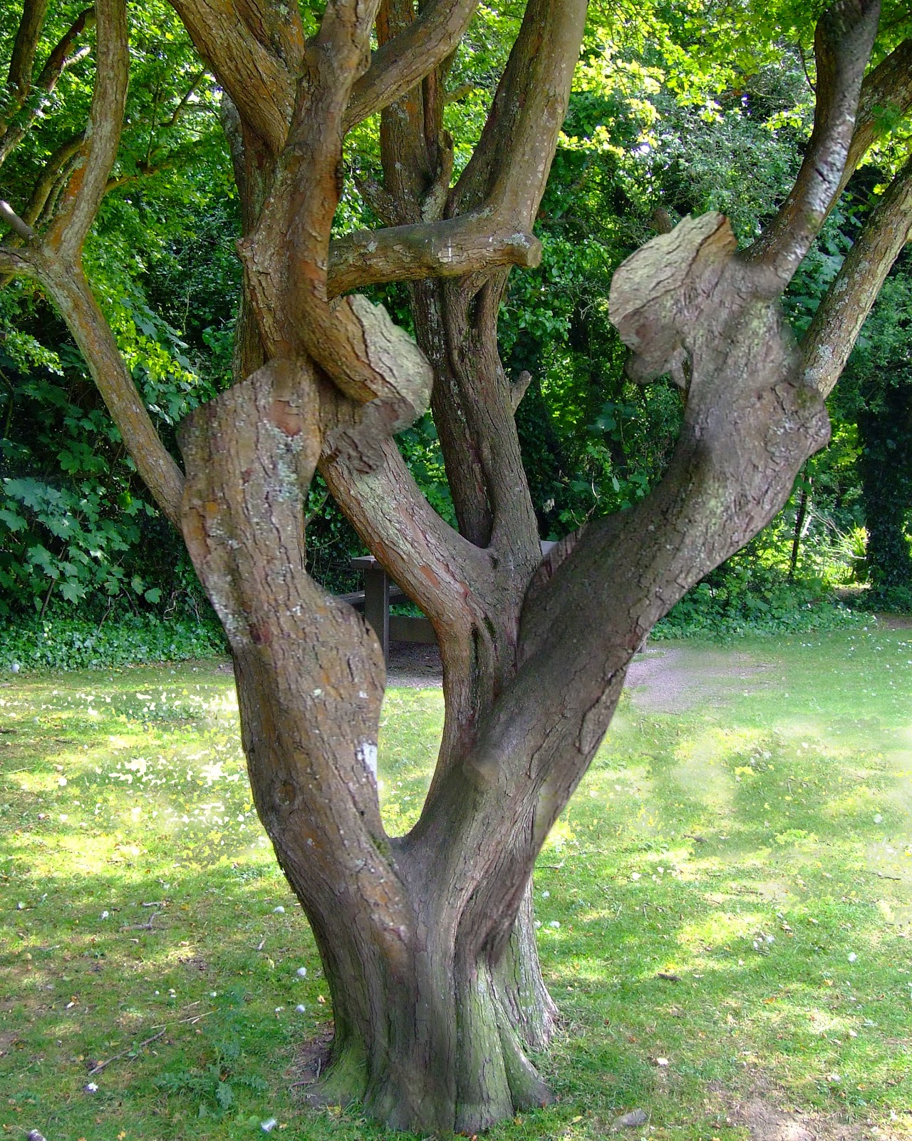 Body Words: Tree dancers: Body as Object