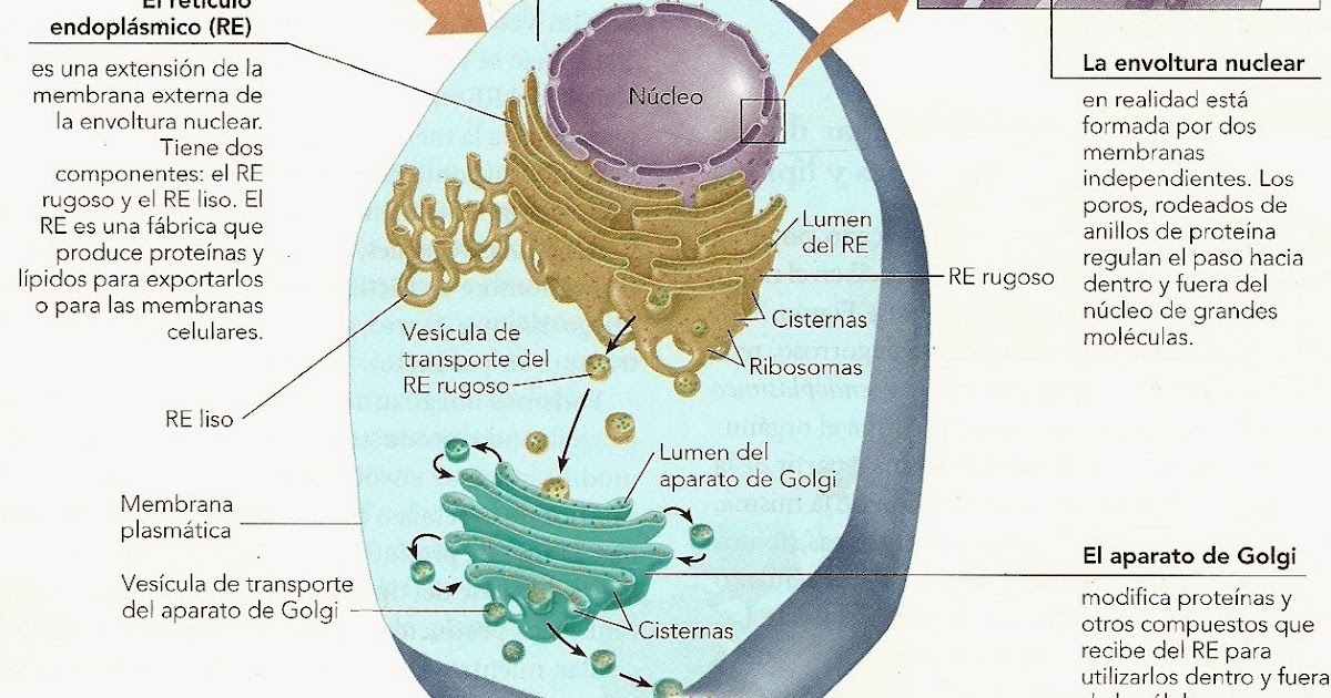 Apuntes de Fisiología Vegetal: Núcleo, retículo endoplasmático y ...
