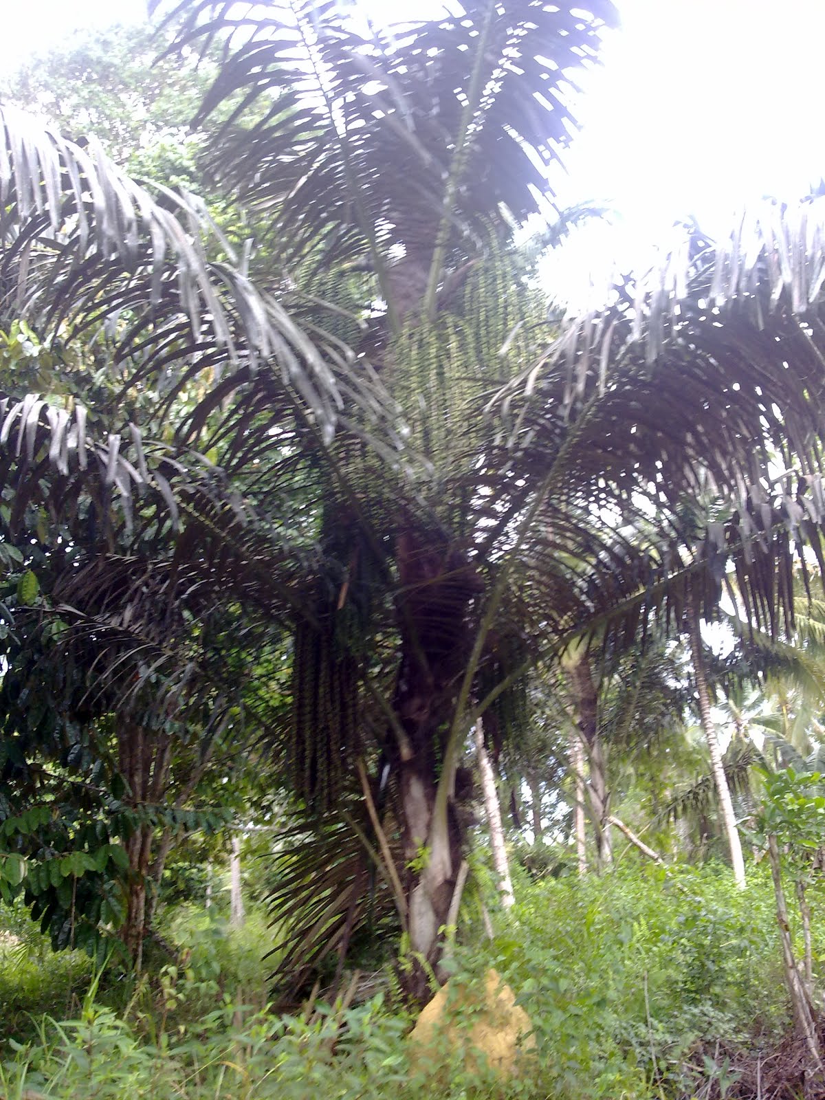 kebun aren: Aren Genjah di Pulau Sebatik Kabupaten Nunukan