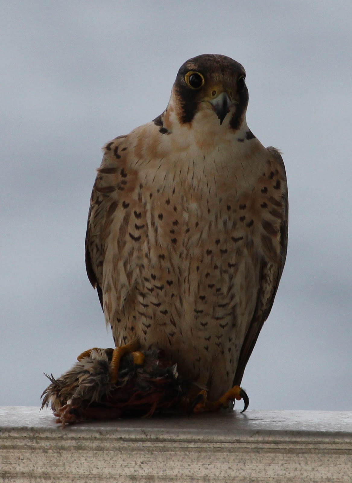 PELAGIC BIRDER: Barbary falcon?