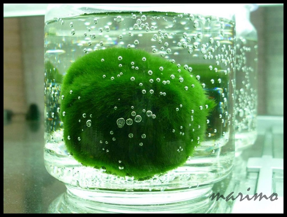 Marimo Alga Giapponese di acqua dolce (Aegagropila linnaei)+caraffa in ...