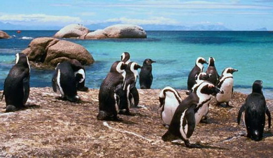 THE WORLD GEOGRAPHY: 12 Countries Where Penguins Are Native