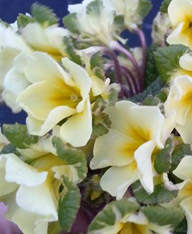 Irish Primrose at Bloom 2013