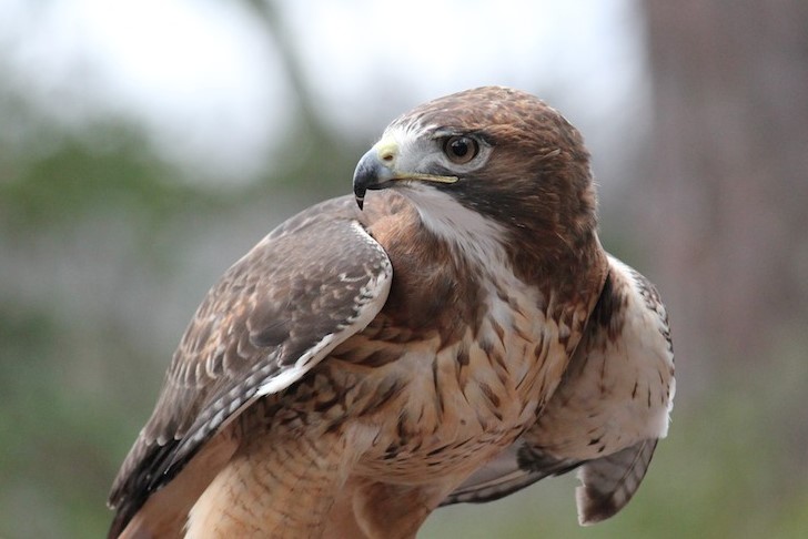 Red House Garden: Callaway Gardens - Birds of Prey