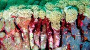 What are corals/types of coral? ~ Zoology-NETWORK