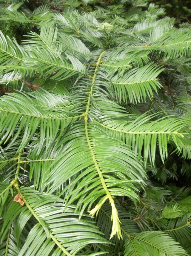Future Plants by Randy Stewart: Cephalotaxus - Plum Yew