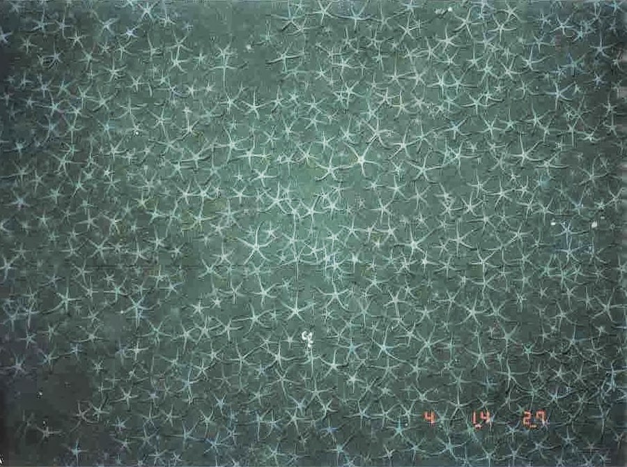 The Echinoblog: Brittle Star Domination! When Ophiuroids Carpet the ...