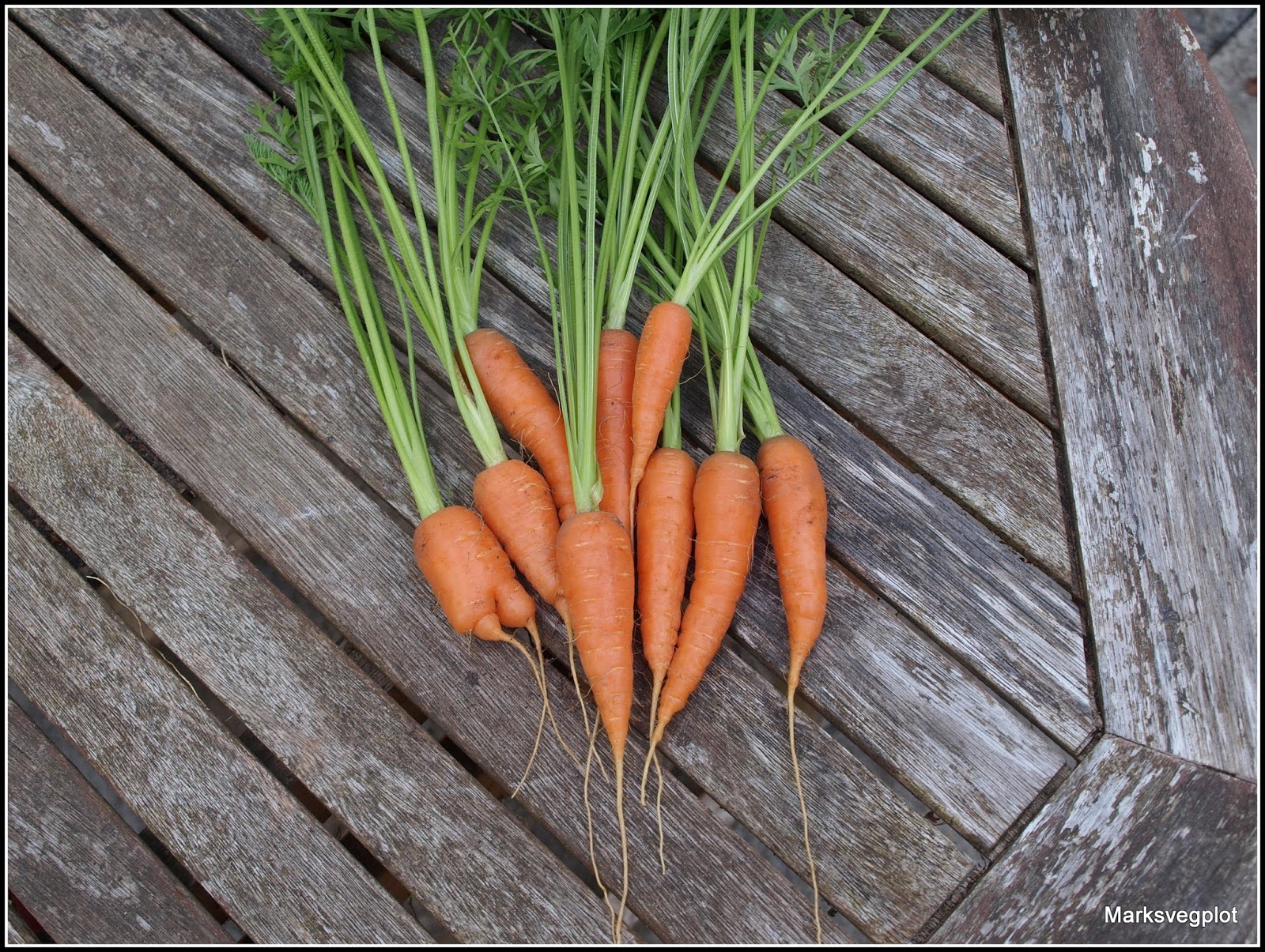 Mark's Veg Plot: Harvesting Carrots