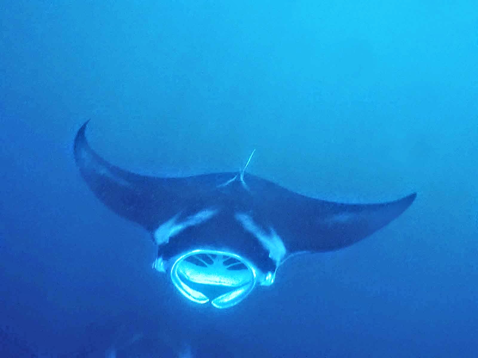 Ray - HD Wallpapers | Earth Blog