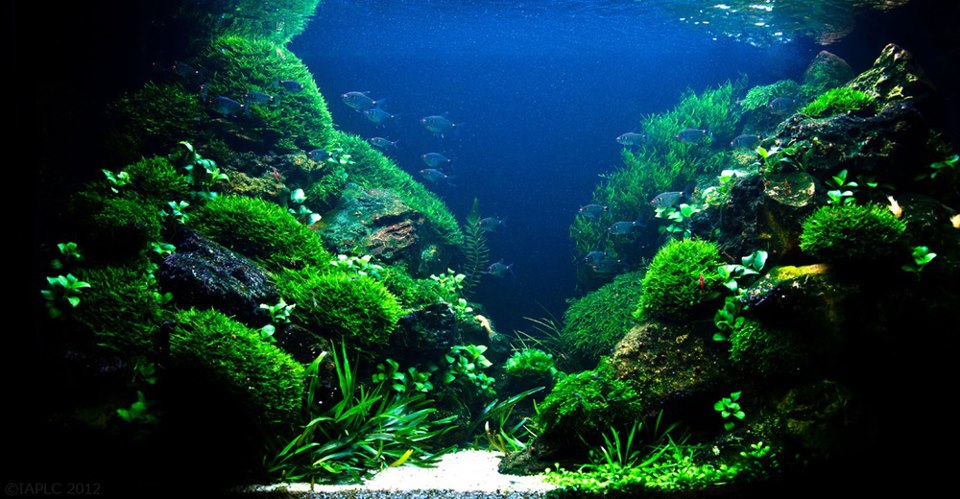 BELLOS PAISAJES ACUATICOS - Imagui