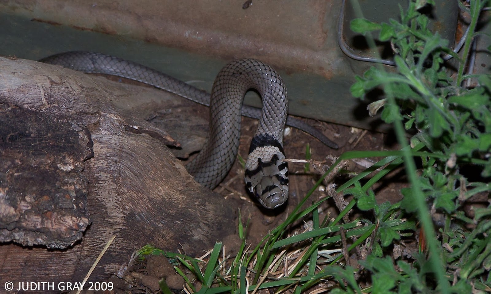Pale Headed Snake at Jarowair on Melbourne Cup Day 03/11/2009