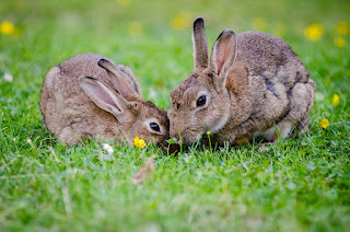 WSDA AgBriefs: Washington rabbit owners - be aware of deadly rabbit ...