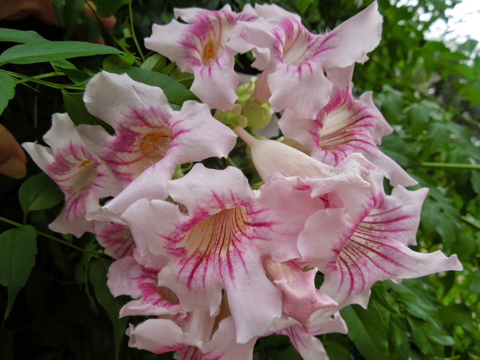 BIGNONIA ROSA - BOTÀNIC SERRAT