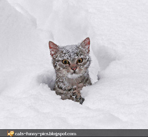 Cats: Funny angry cat in snow