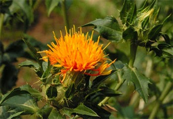 Bitkisel Tedavi Uzmanı: Aspir (Carthamus Tinctorius)