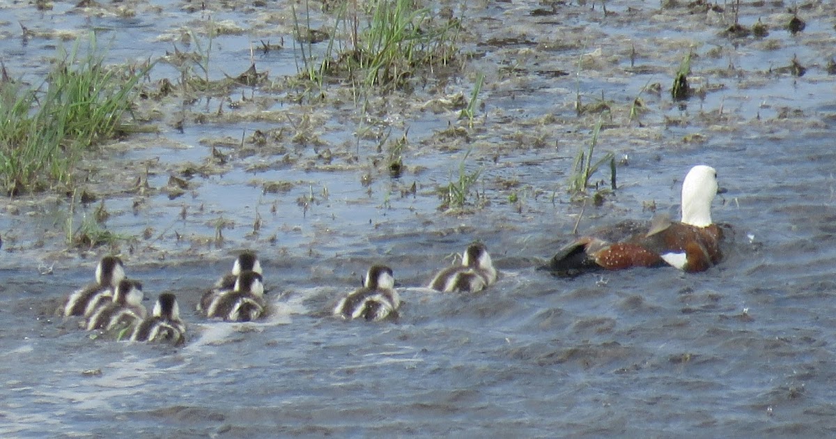 Bird & Travel Photos, Birding Sites, Bird Information: FEMALE PARADISE ...