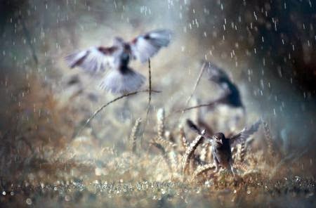 Rain Birds Wallpaper,Bird Picture | Picture Gallery