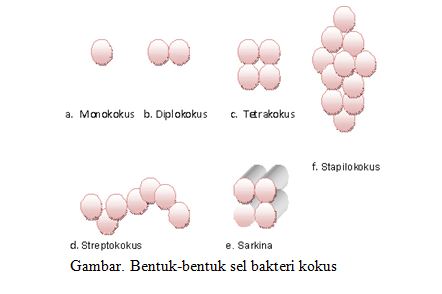 Bentuk-bentuk Sel Bakteri