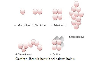 Bentuk-bentuk Sel Bakteri