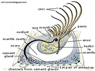 Laporan Biologi Laut (Teritip) ~ fusan fuhume