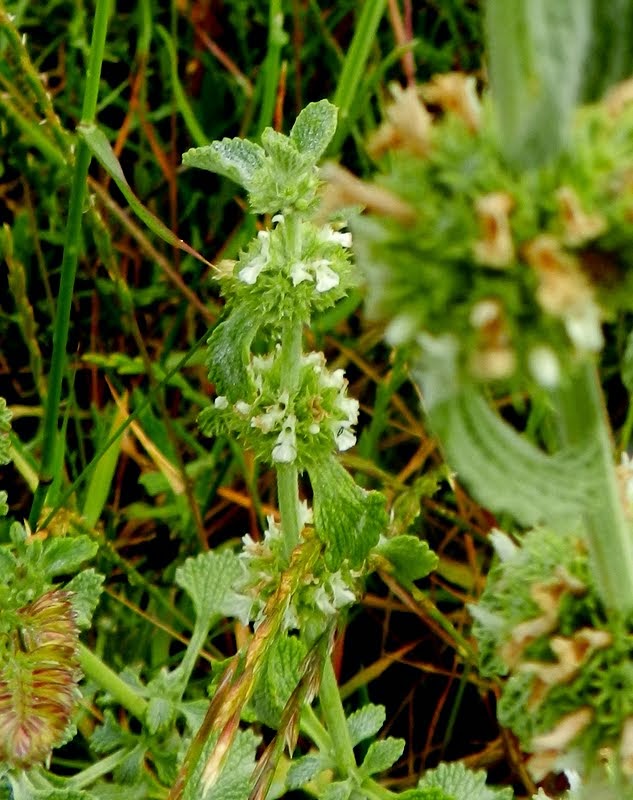 Mi herbario particular: MARRUBIO BLANCO (Marrubium vulgare)
