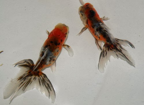 金魚&水族快訊Goldfish & Aquarium Messages: 鈴木東錦寫真(Suzuki Azuma-nishiki/Calico ...