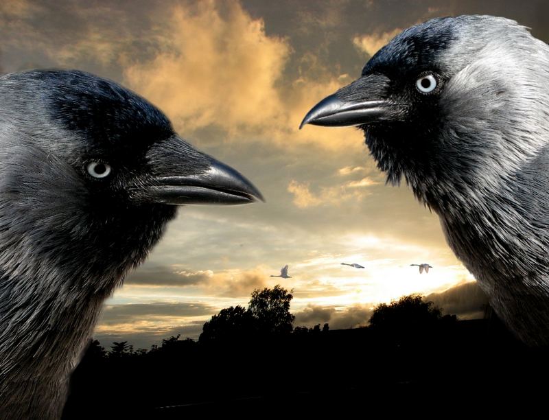 Updates, Live: Max Dauthendey, Zwei schwarze Raben