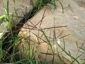 Nama Gulma dan jenisnya - AGRONOMI UNHAS