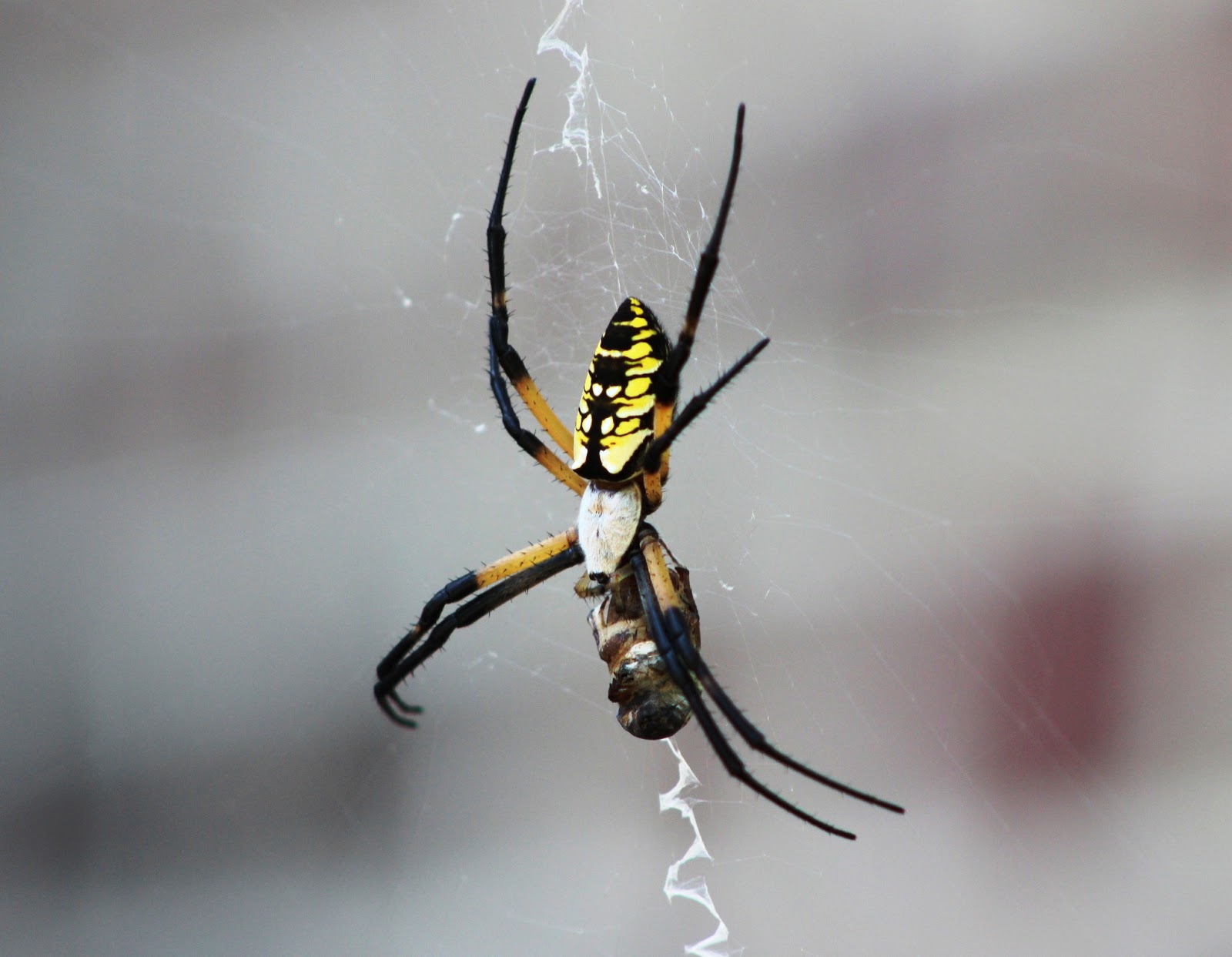 Nature and Gardening: Garden Spiders