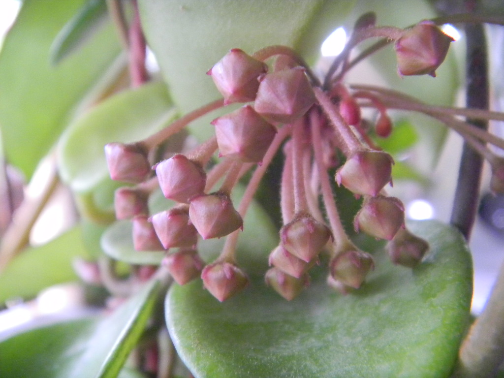 Bunga oh Bunga.....: Hoya Carnosa...