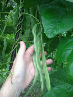 Simply Homemaking: Spanish Musica pole beans...