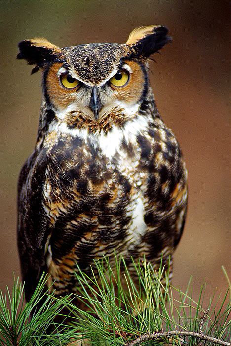 Bellas Aves de El Salvador: Bubo virginianus (buho real, americano ...