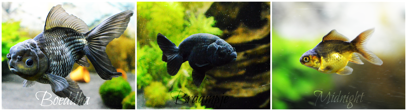 Misuzu's Fancy Goldfish: My goldfish's growth