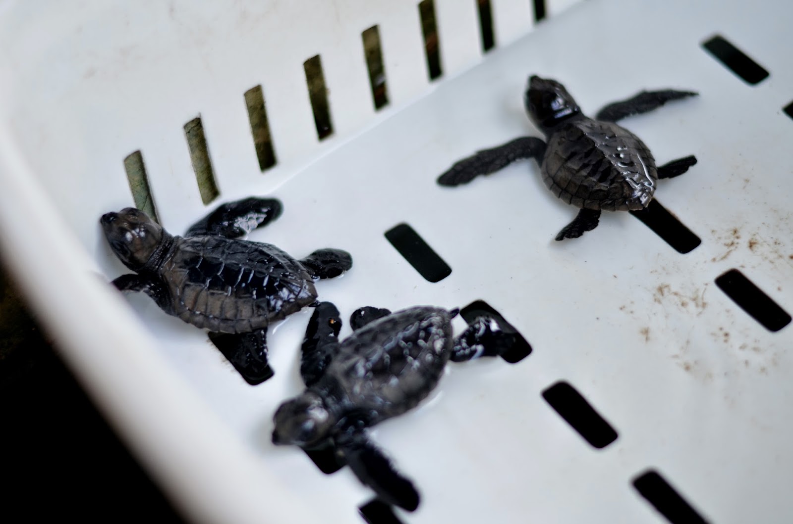 H E L L O ♥ K I M M Y : Pawikan Conservation Center - Morong, Bataan